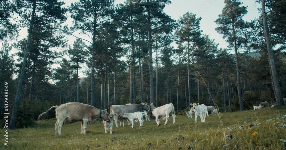 Herd of cows grazing on wildness in the forest. Domestic animals in ...