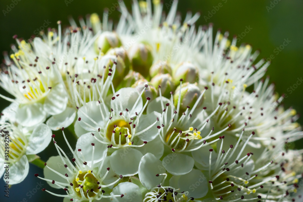 Flowering ninebark shrub close up. Physokarpus capitatus, commonly ...