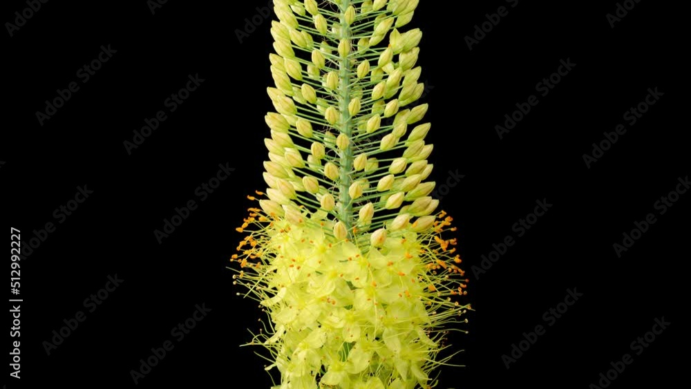 Eremurus Blossoms. Blooming Yellow Eremurus Flower on Black Background ...