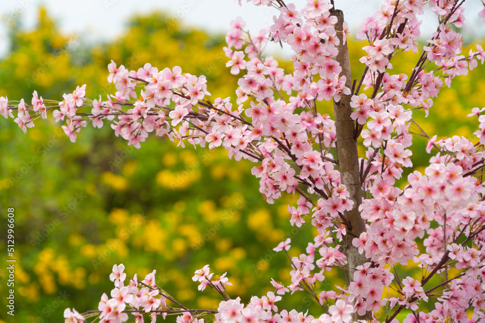Sakura cherry flowers blossom trees of Phu Lom Lo national park, Phu ...