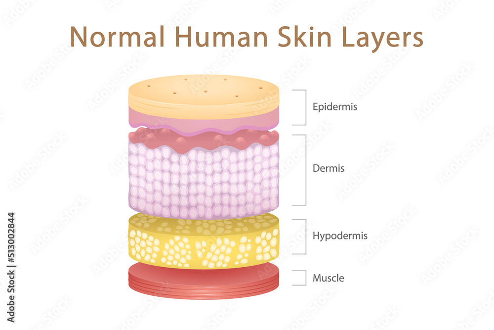 Normal Human Skin Split Layers Cylinder and Muscle vector de Stock ...