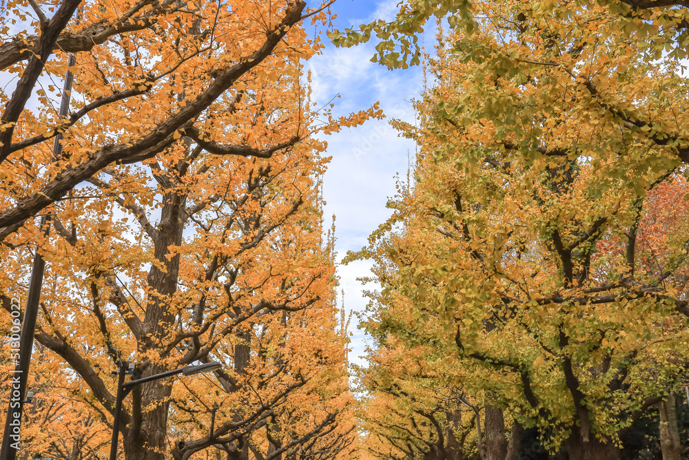 Central Tokyo,Japan on December6,2019:Beautiful yellow tunnel at Icho ...
