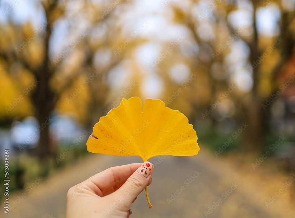 Beautiful yellow Ginkgo leaf at Icho Namiki-dori(Ginkgo Avenue),Meiji ...