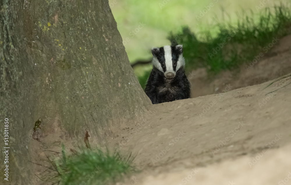 Badger, Scientific name: Meles Meles. Wild, native badger in natural ...