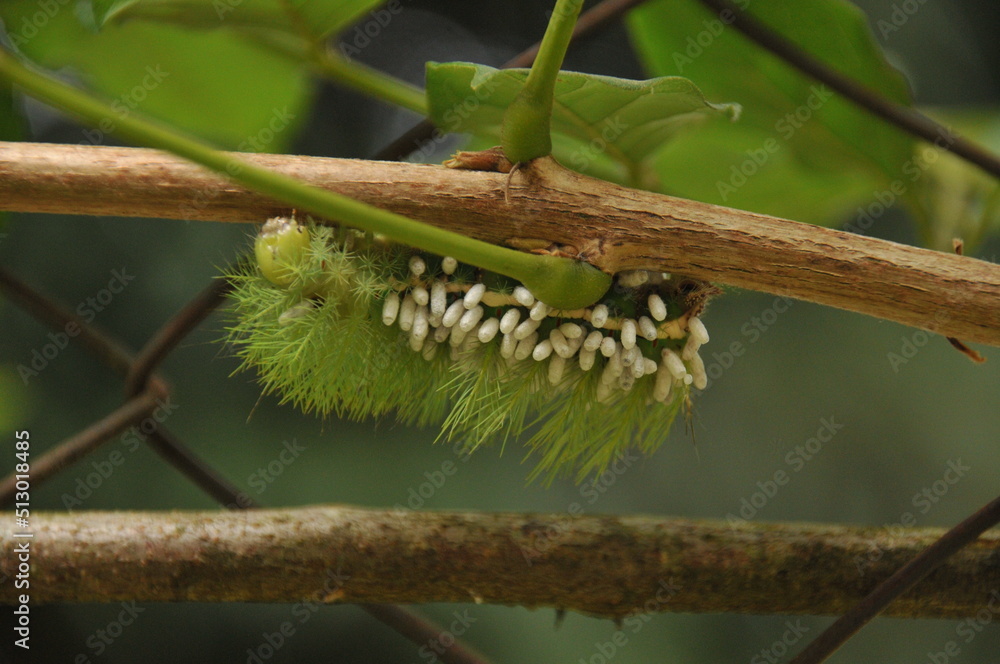 Moth larva filled with wasp cocoons. After hatching, the wasp larvae ...