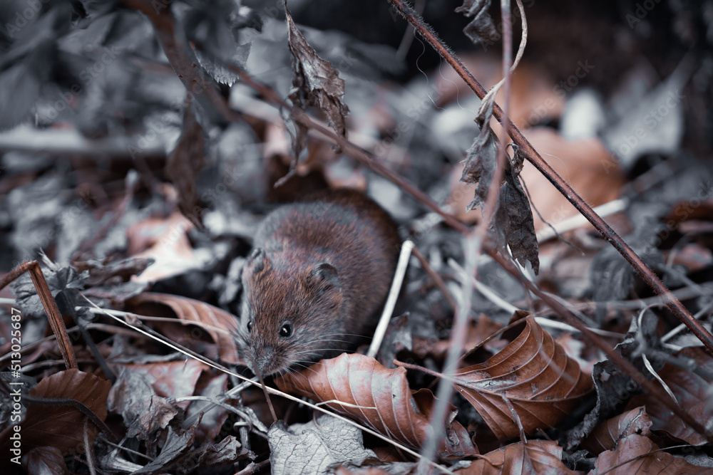 Meadow Vole Snow