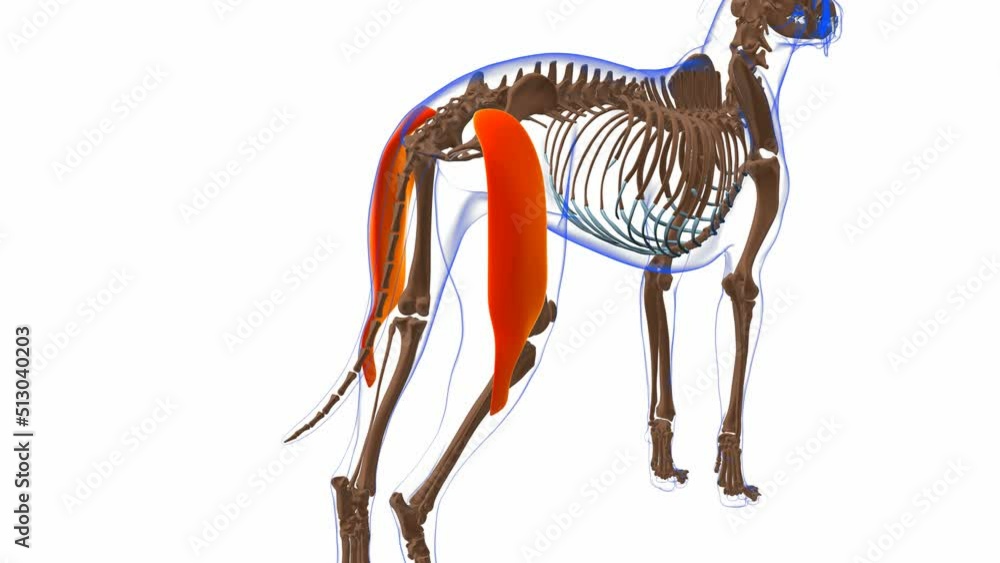 Biceps Femoris muscle Dog muscle Anatomy For Medical Concept 3D vídeo ...