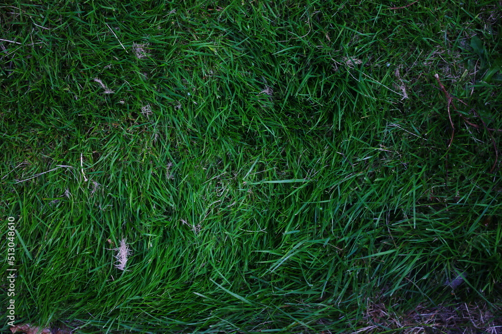 Overgrown lawn background with some weeds and dead grass, top view ...
