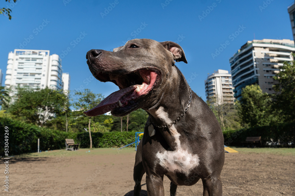 Pit bull dog jumping the obstacles while practicing agility and playing ...