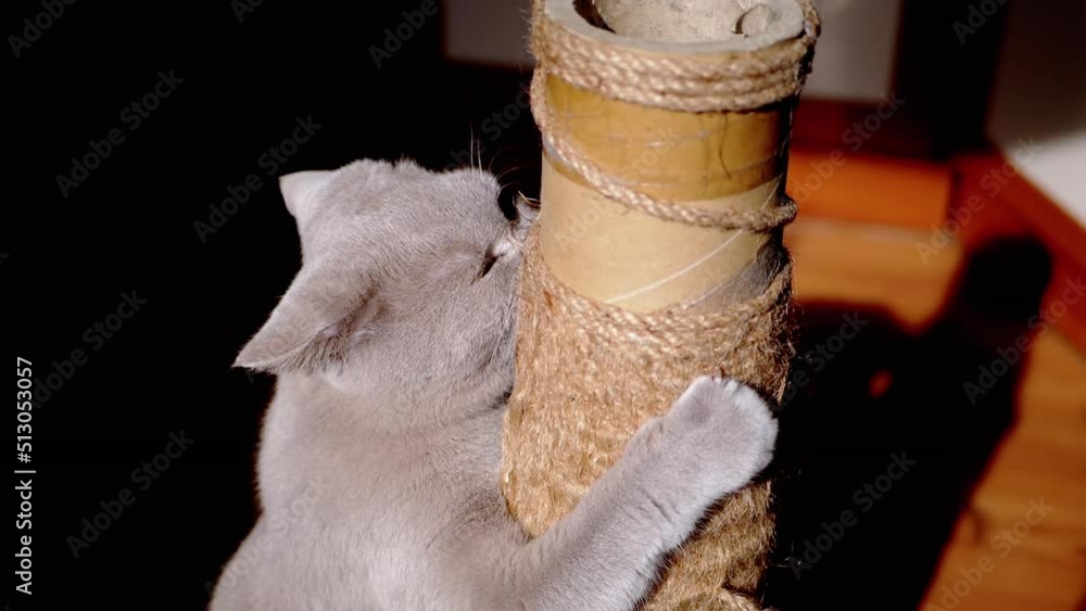 Gray Fluffy Cat Sharpens Claws on a Scratching Post in the Rays of ...
