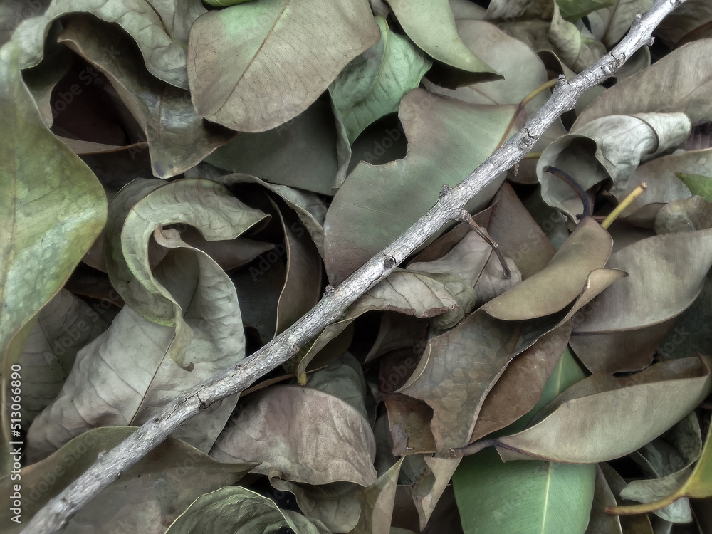 pile of old and wrinkled java plum leaves with dry stems. background of ...