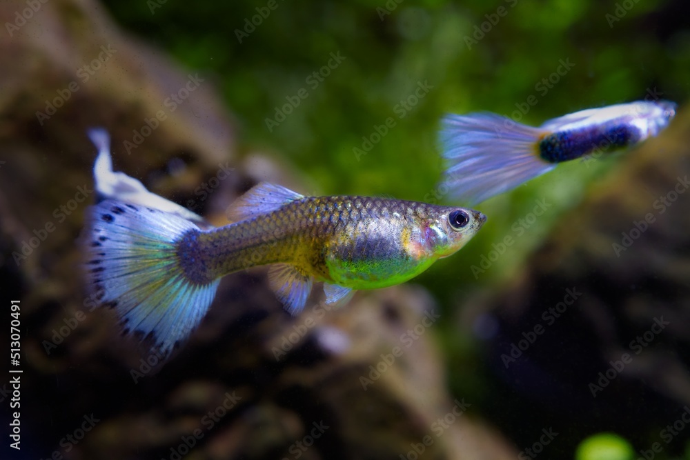 colorful neon glowing freshwater female and blurred male of dwarf fish ...