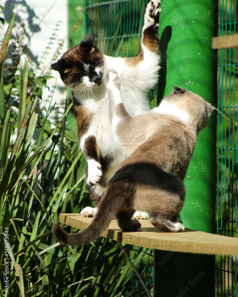 cat fight Stock Photo | Adobe Stock