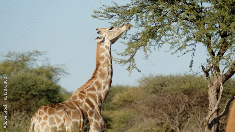 Giraffe eating in early morning light. Close up shot of giraffe head ...