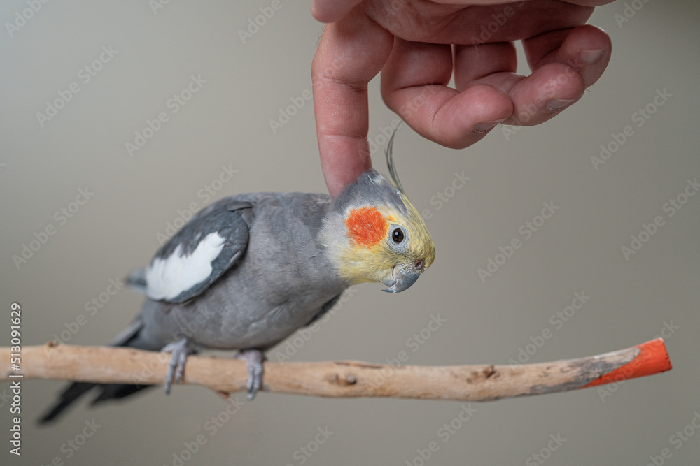 Cockatiel Parrot. Classic or traditional color of Cockatiel. Petting ...