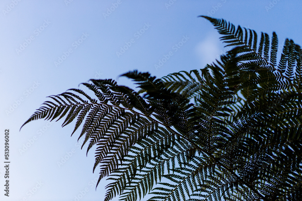 Dicksonia antarctica soft tree fern or man fern plant shot from ...