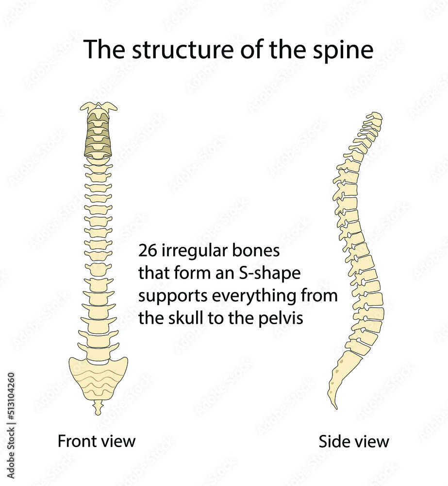 Vetor de illustration of biology and medical, The structure of the ...
