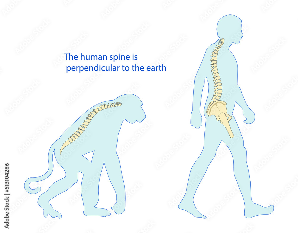 Bipedalism Spine