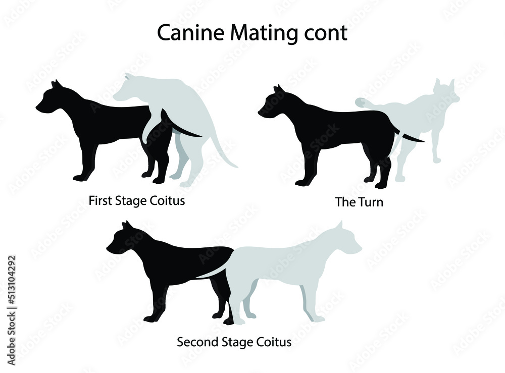illustration of biology and animals, Dog breeding is the practice of ...