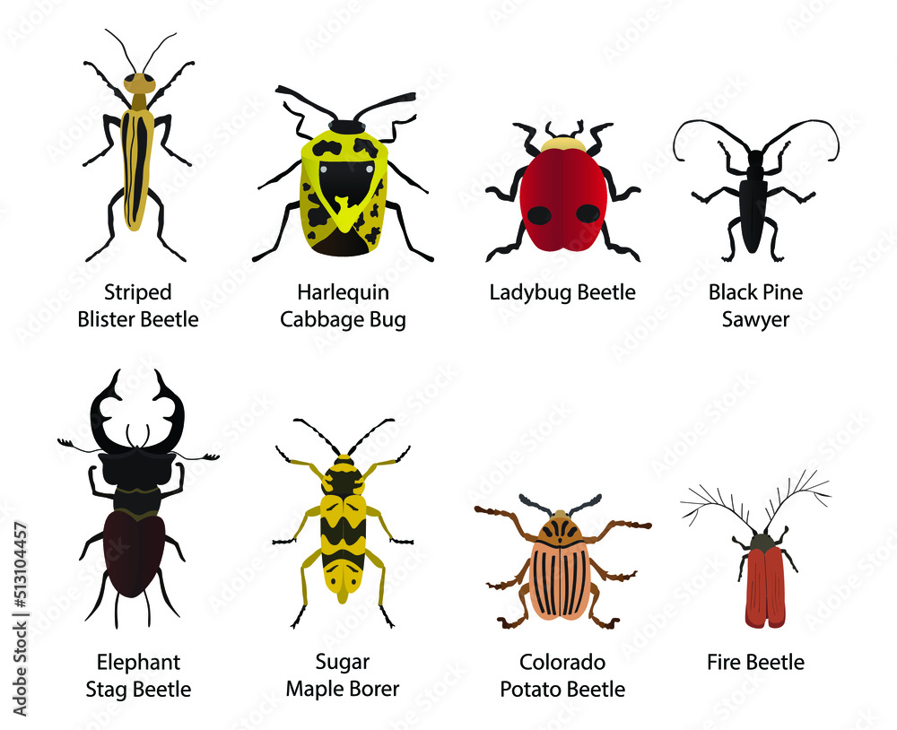 illustration of biology and animals, arachnids and insects, different ...