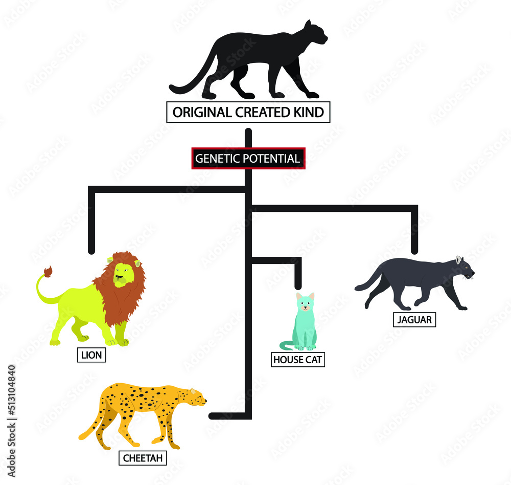 illustration of biology and animals, The cat family tree, The panther ...