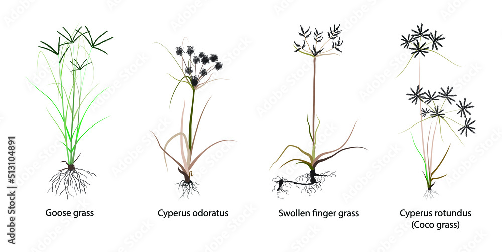illustration of biology, different types of grass, Types of Grass ...