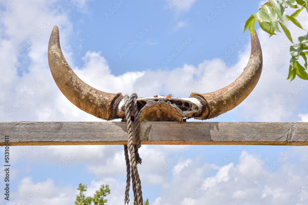 skull bones, cow skull, bull skull, bull, cow, horns, bull horns, cow ...