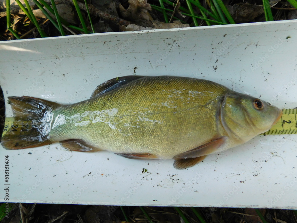 tench or doctor fish (Tinca tinca) is a fresh- and brackish-water fish ...