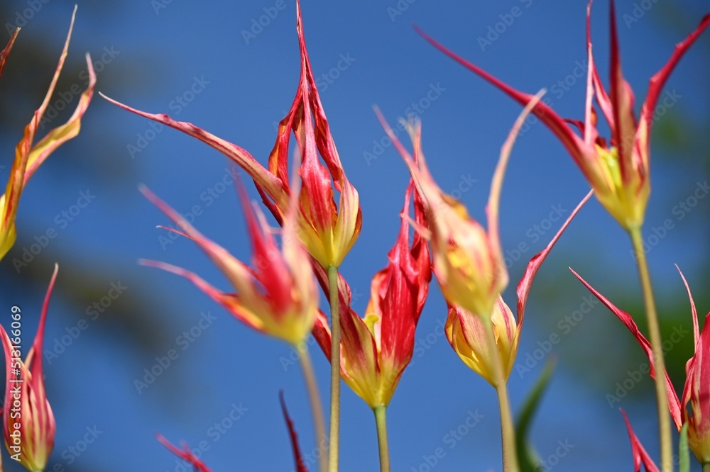 Fire Flame or The Turkish Tulip dates back to at least the early 1800s ...