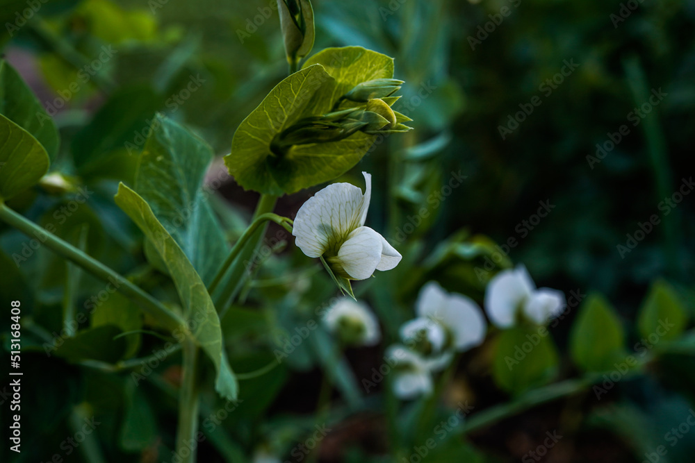 Snap peas growing in a raised bed outdoors. White flowers from a snap ...