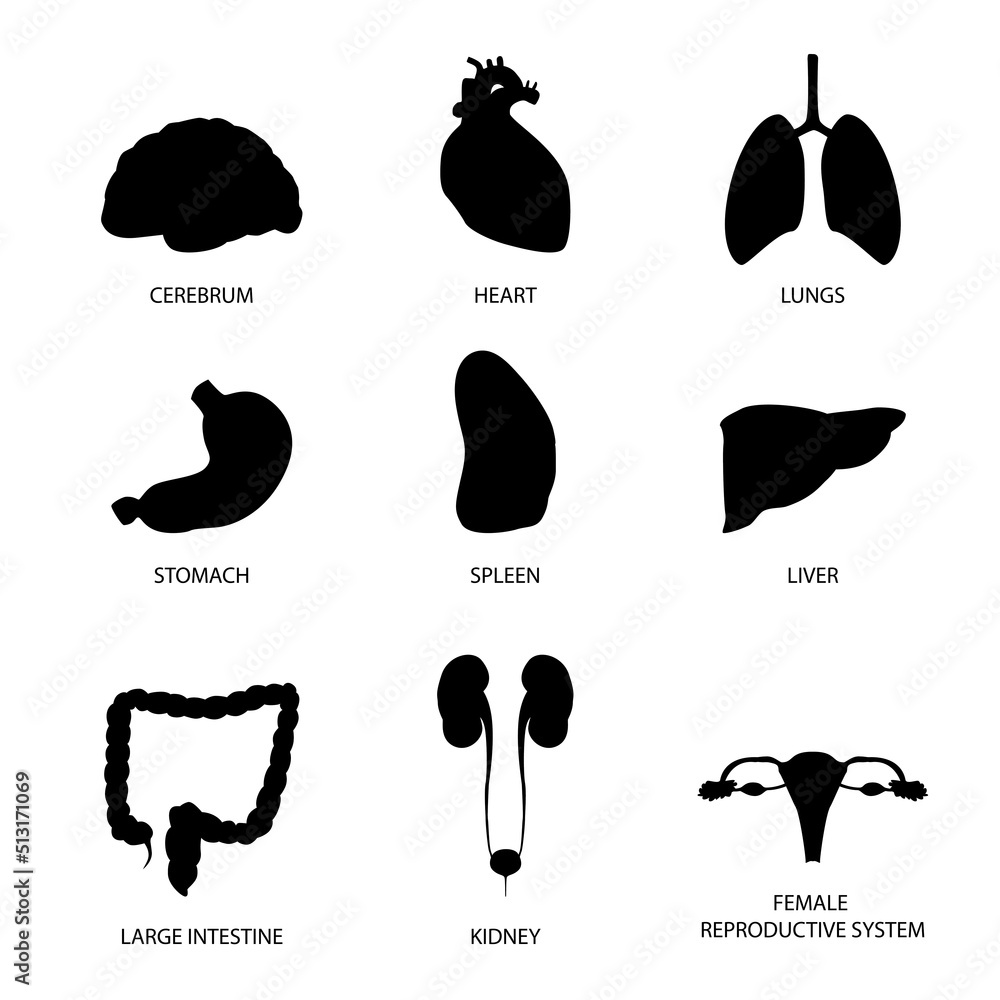 Vector illustration of human organ anatomy icons set. Human internal ...