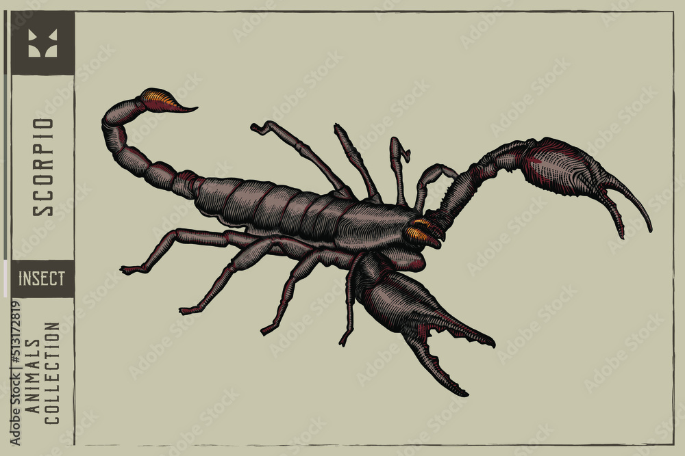 Black Scorpio Vector illustration - Hand drawn Stock Vector | Adobe Stock