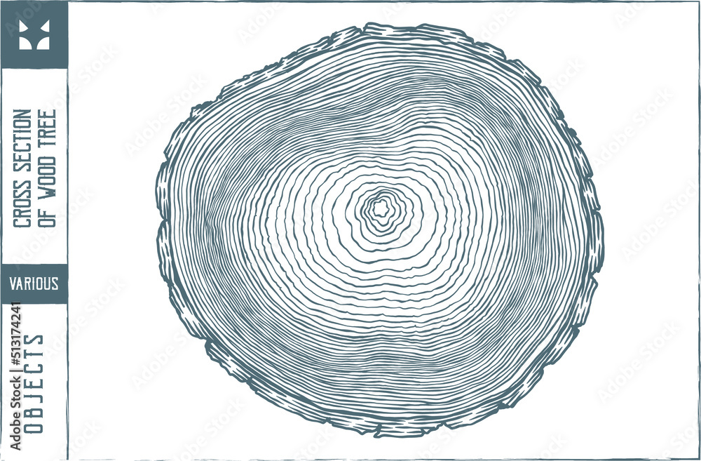 Cross section of wood tree Vector illustration - Hand drawn - Out line ...
