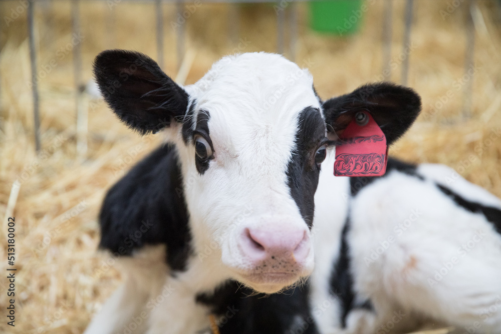 Young calves up to a year old. Young individuals belong to artiodactyls ...