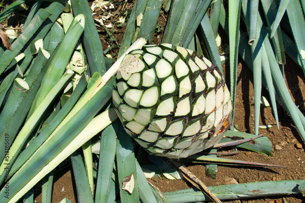 agave plant ready for tequila production Stock Photo | Adobe Stock