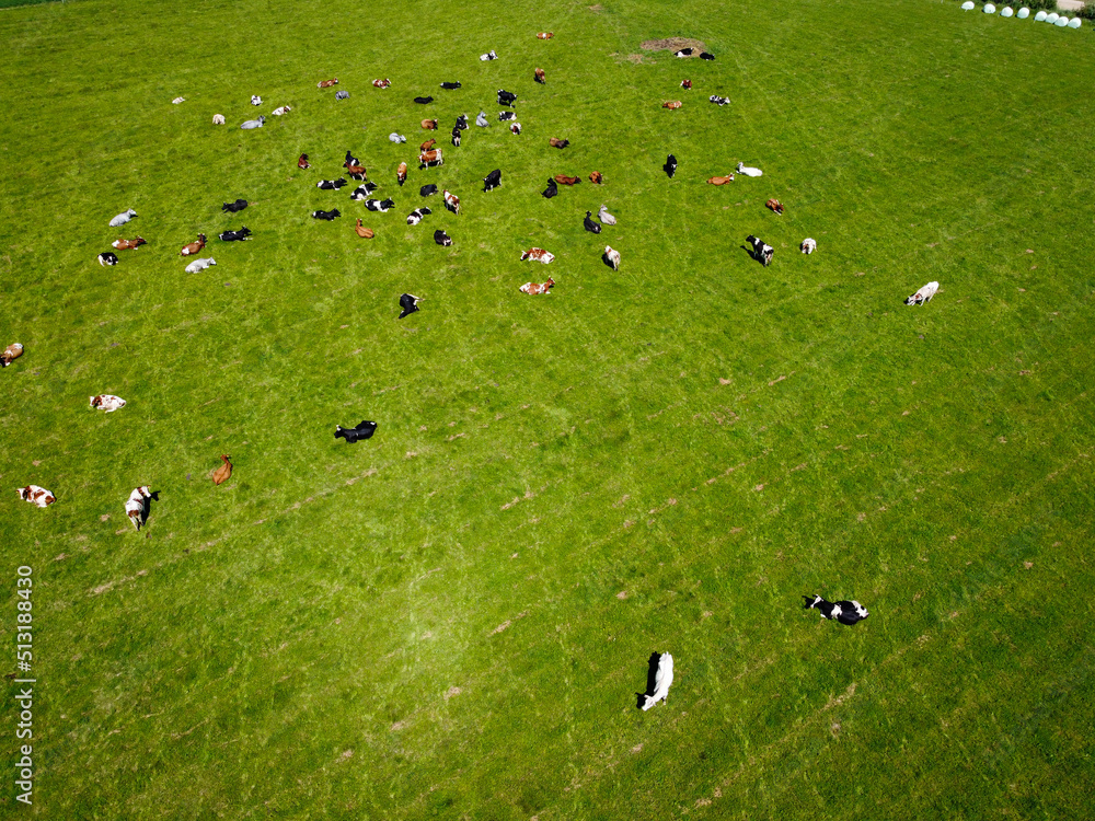 Aerial top-down photo of meadow with red Holstein Friesians cattle ...