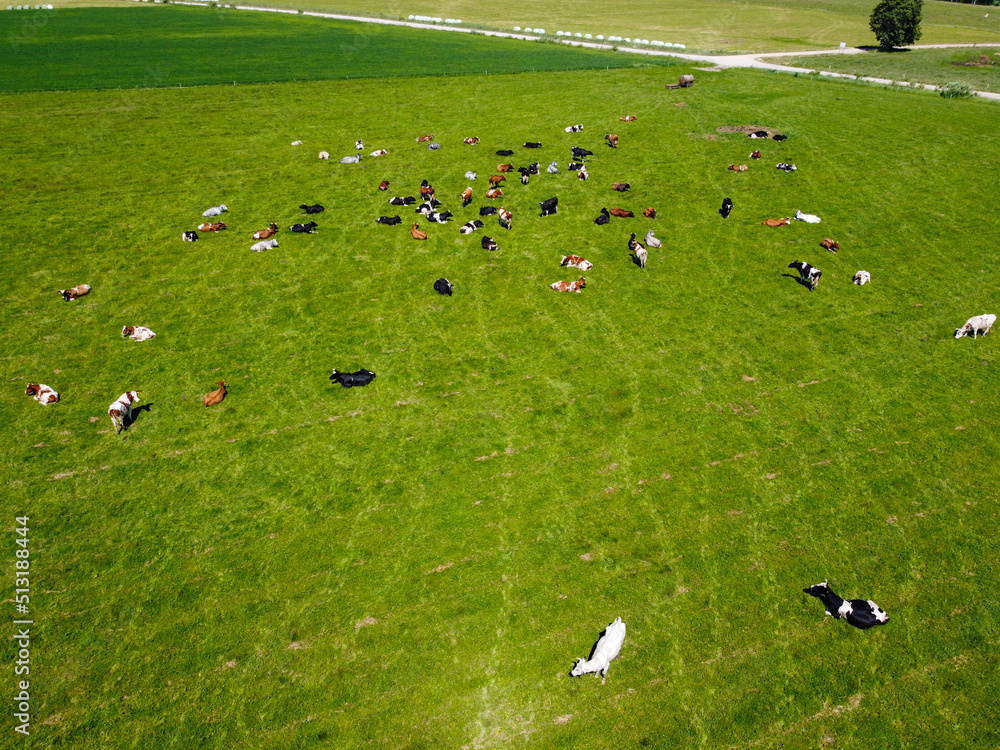 Aerial top-down photo of meadow with red Holstein Friesians cattle ...