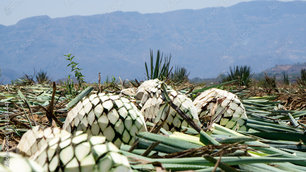 agave plant production for tequila Stock Photo | Adobe Stock