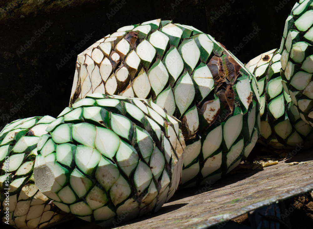 agave plant production for tequila Stock Photo | Adobe Stock