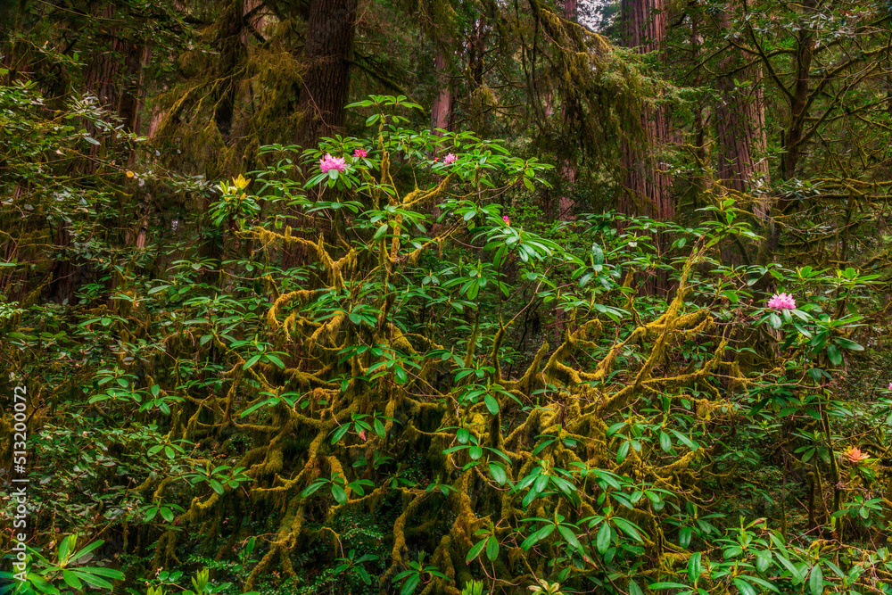 Spring scene deep in Redwoods National Park. A few rhododendron ...