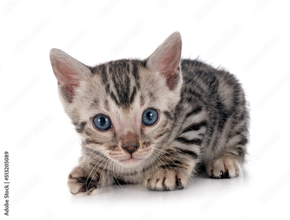 bengal kitten in studio Stock Photo | Adobe Stock