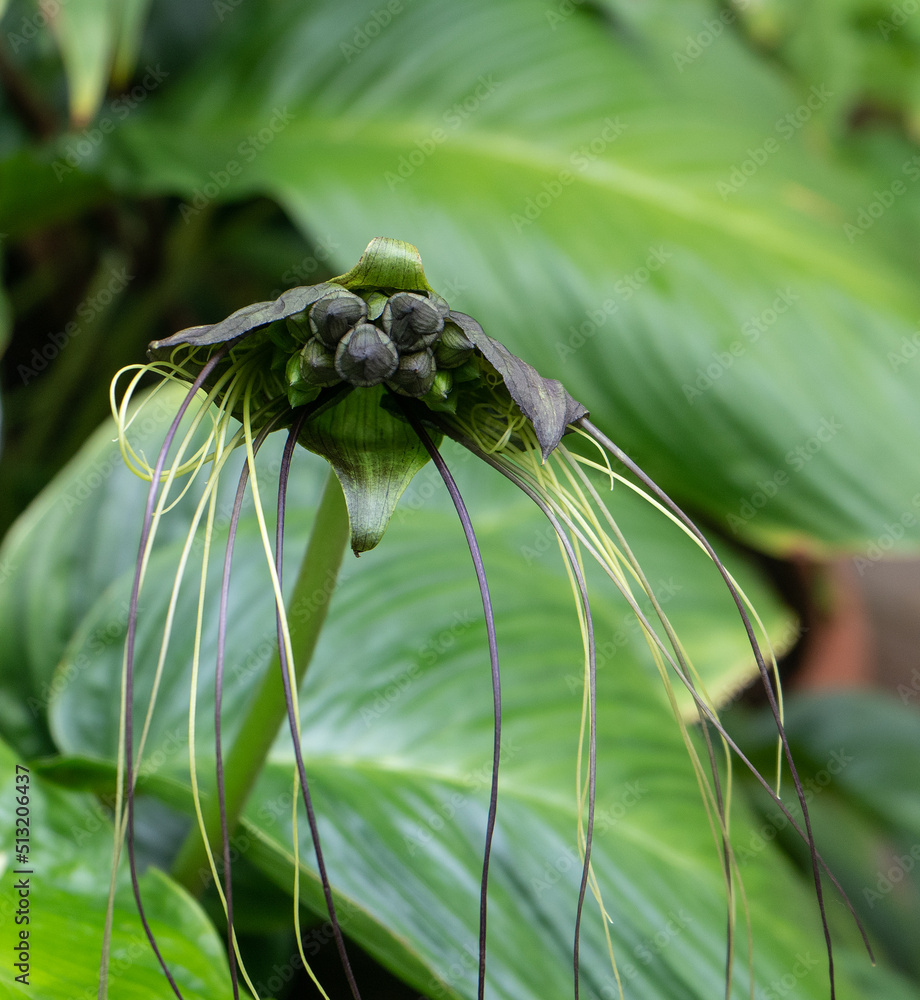 Nearly black bloom of a bat flower Tacca chantrieri showing buds of ...