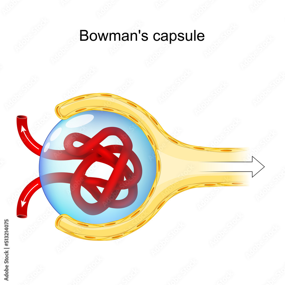 Bowman's Capsule Structure. renal corpuscle anatomy Stock Vector ...