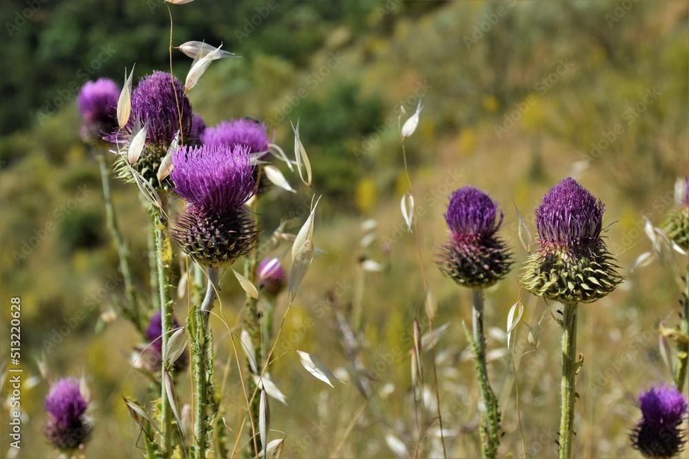 El Cardo gigante (Onopordum acanthium) Stock Photo | Adobe Stock
