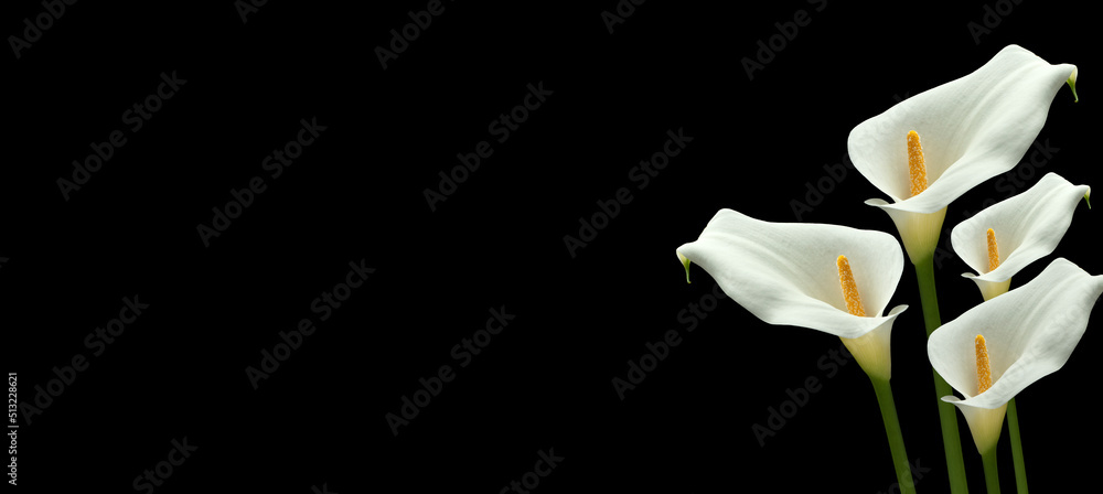 DEEPEST SYMPATHY CARD WITH CALLA FLOWERS ISOLATED ON BLACK BACKGROUND ...