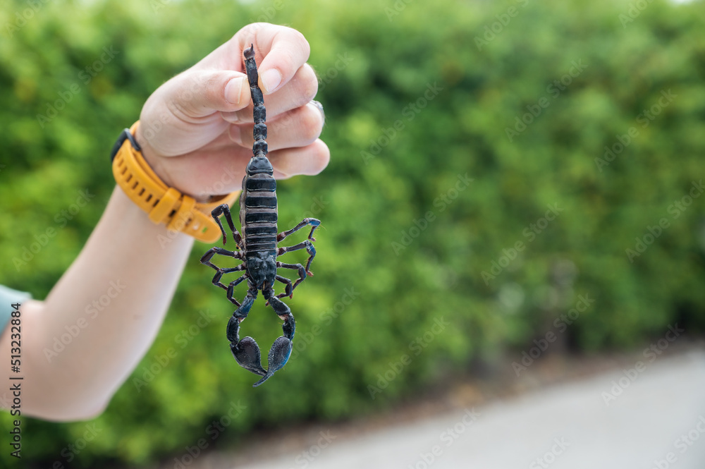 Cropped shot of someone hand holding a corpse of dead scorpion. During ...