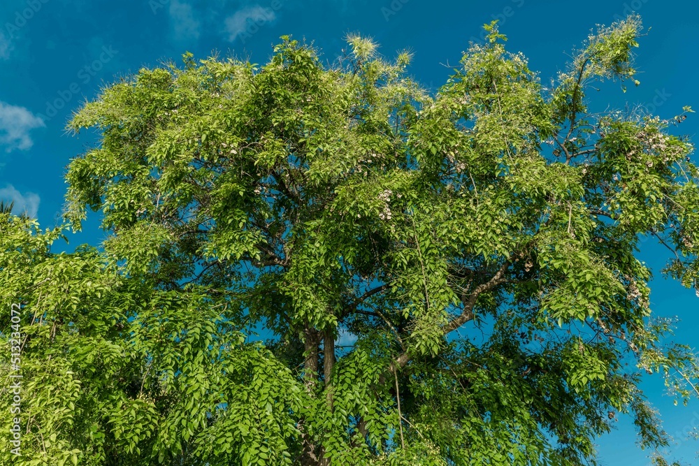 Tree plant in Magic Island, Ala Moana Regional Par, Honolulu Oahu ...