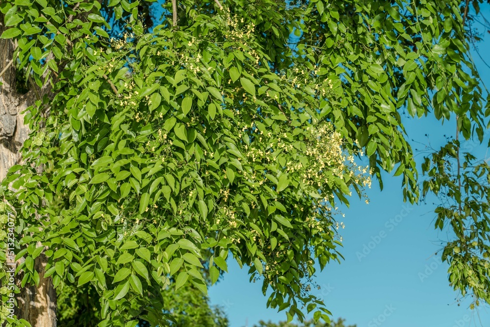 Tree plant in Magic Island, Ala Moana Regional Par, Honolulu Oahu ...