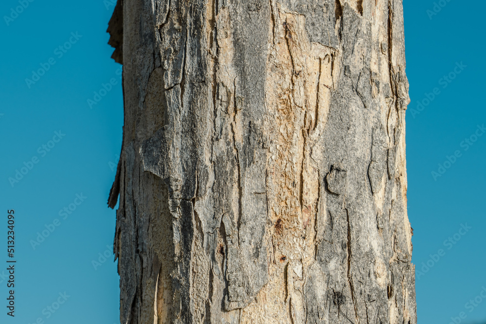 Tree plant in Magic Island, Ala Moana Regional Par, Honolulu Oahu ...