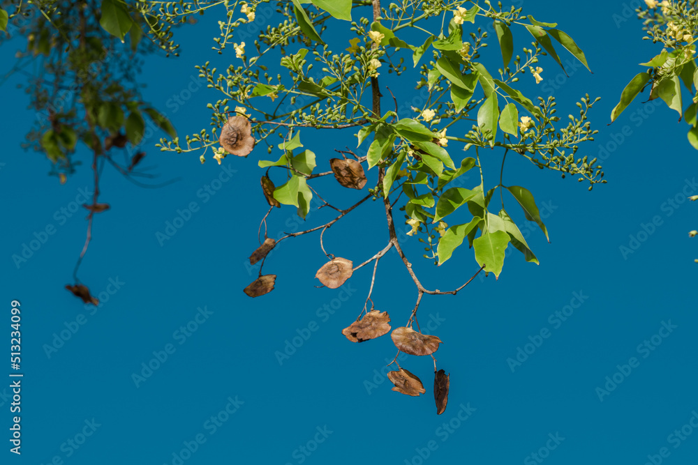 Tree plant in Magic Island, Ala Moana Regional Par, Honolulu Oahu ...